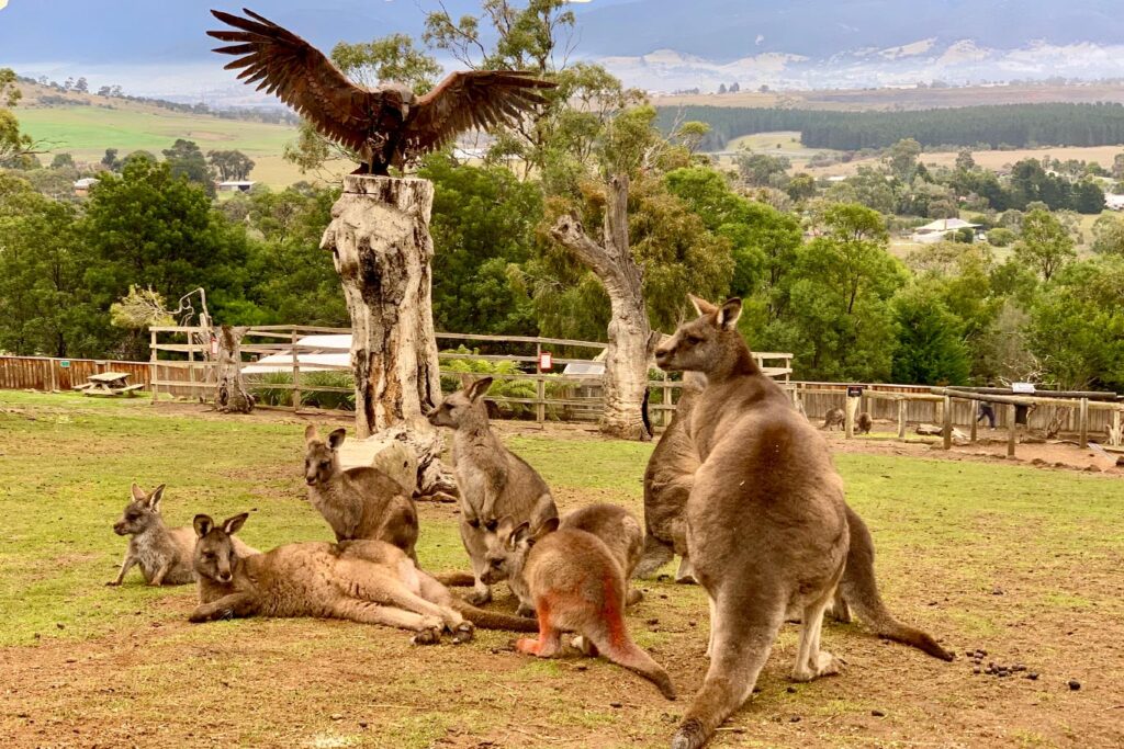 Australia's unique nature - Project Matka
